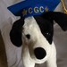 Canine Good Citizen CGC Hexagon Tam / Graduation Cap - Etsy