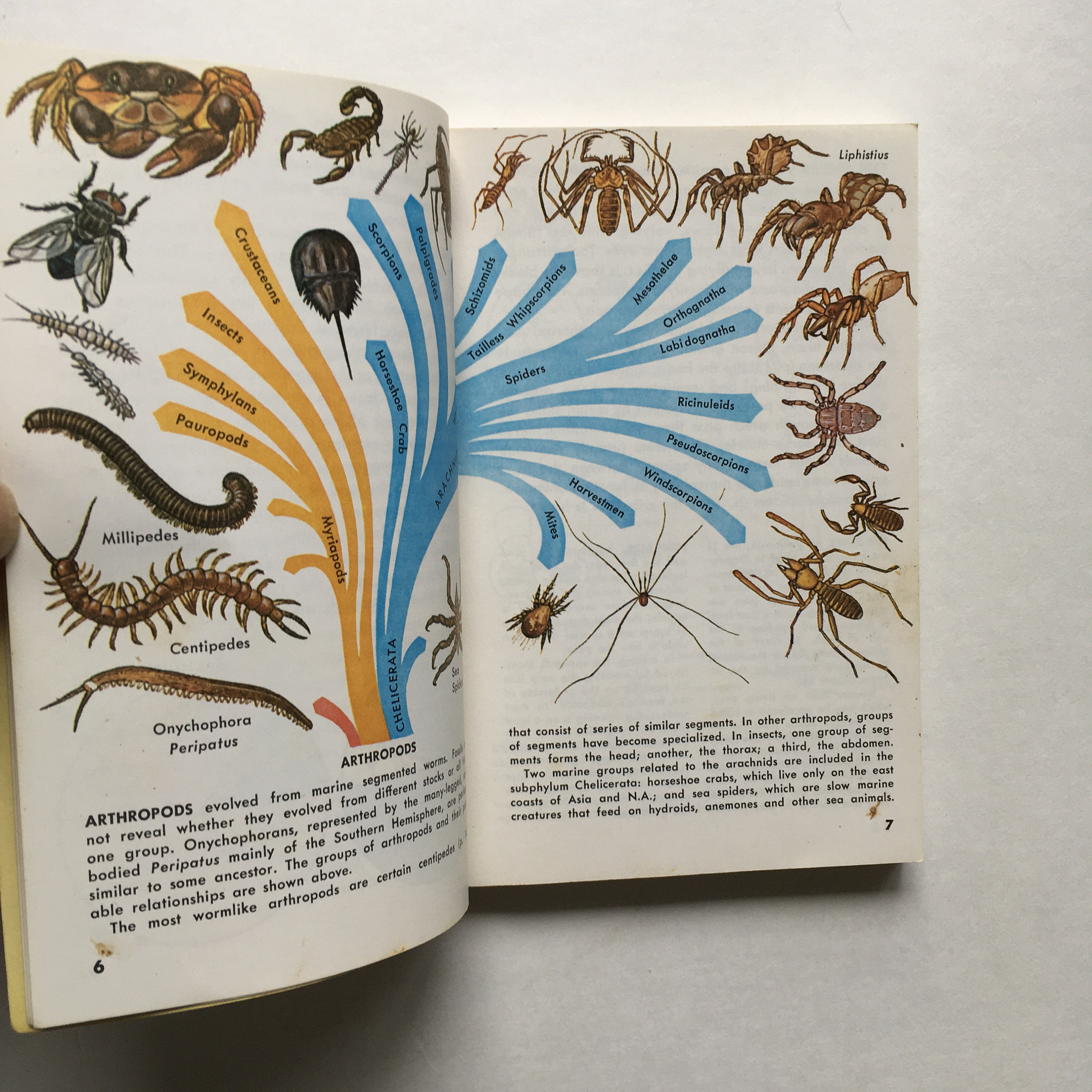 SPIDERS Book / Vintage Golden Guide SPIDERS in Full Color - Etsy