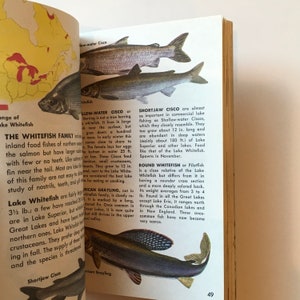 FISHES Book / Vintage FISHES Golden Nature Guide 278 Species in Full ...