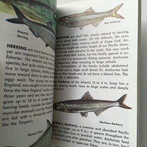 FISHES Book / Vintage FISHES Golden Nature Guide 278 Species in Full ...