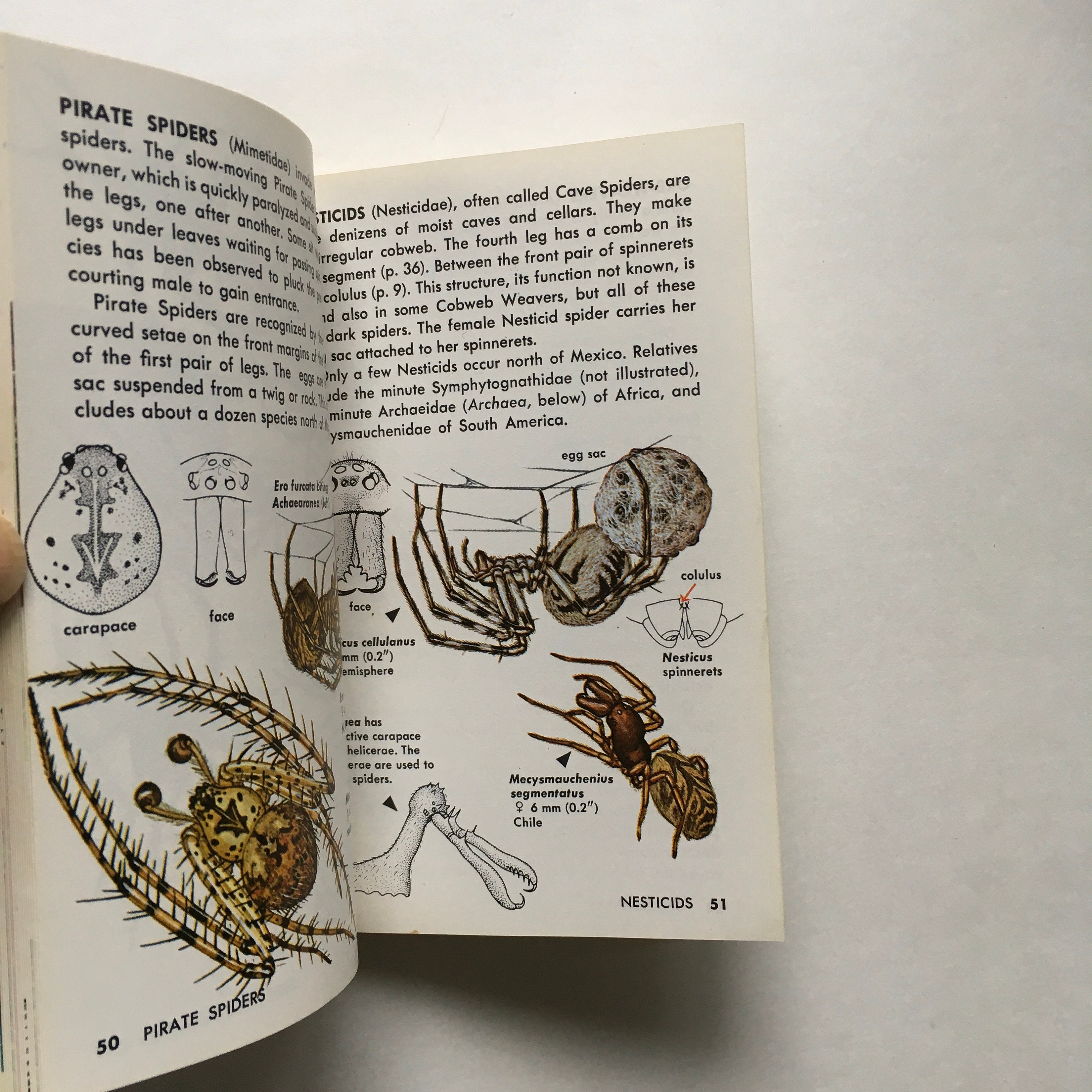 SPIDERS Book / Vintage Golden Guide SPIDERS in Full Color - Etsy