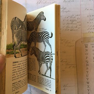 Animal Book / Vintage ZOO Animals Golden NATURE Guide 24019 - Etsy
