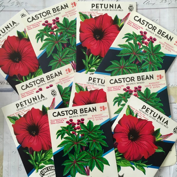 Petunia Star Seeds - Etsy