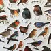 BIRD Stickers / 40 Bird Stickers Scrap Pieces Great for Altered Art ...