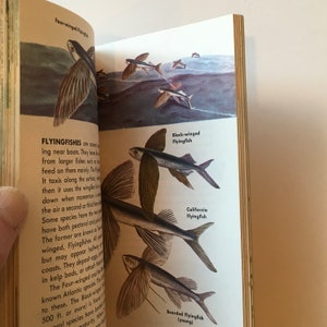 FISHES Book / Vintage FISHES Golden Nature Guide 278 Species in Full ...