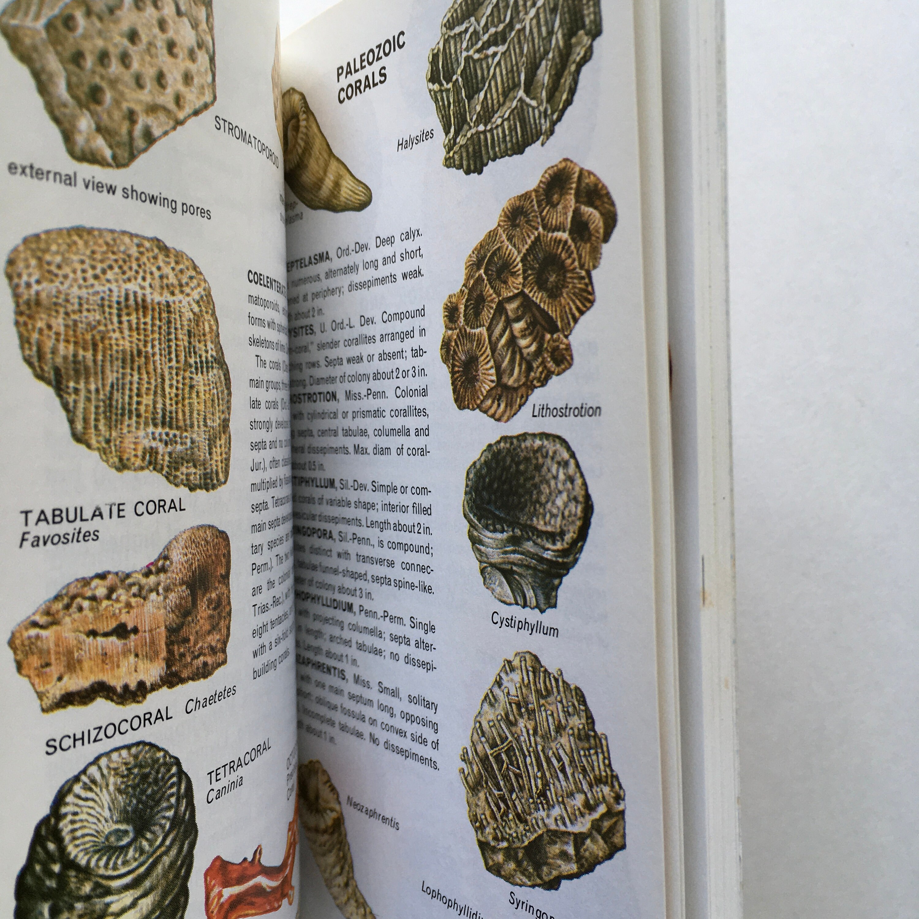 FOSSILS Book / Vintage Golden Guide FOSSILS #24411 Softcover W/full ...