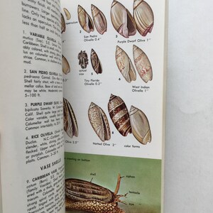 Golden Field Guide / Vintage SEASHELLS of North America A Guide to ...