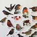 BIRD Stickers / 40 Bird Stickers Scrap Pieces Great for Altered Art ...