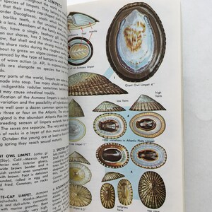 Golden Field Guide / Vintage SEASHELLS of North America A Guide to ...