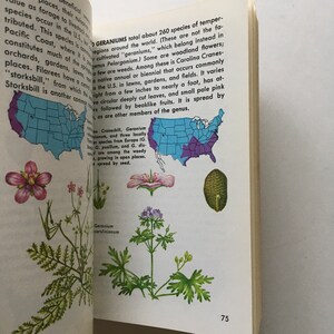 WEEDS Book / Vintage Golden Guide WEEDS W/ Illustrations in Full Color ...