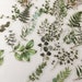 Sticker Pack / 40 Pc. Vintage Style Leaves & Stems Stickers Inspiration ...