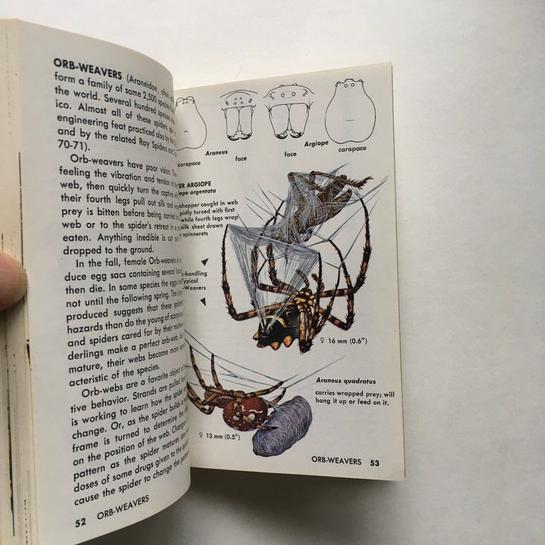 SPIDERS Book / Vintage Golden Guide SPIDERS in Full Color - Etsy