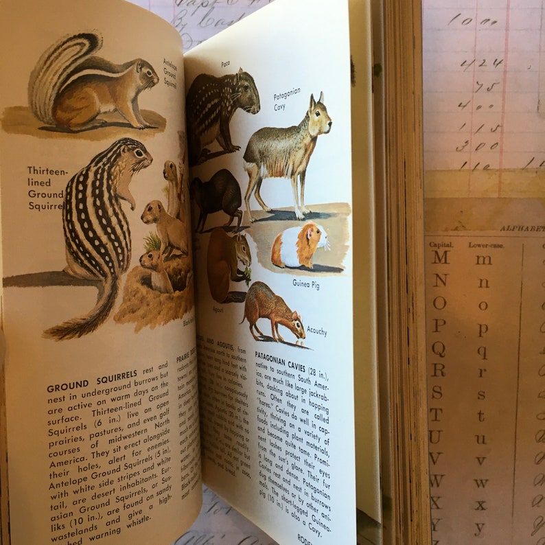 Animal Book / Vintage ZOO Animals Golden NATURE Guide 24019 - Etsy