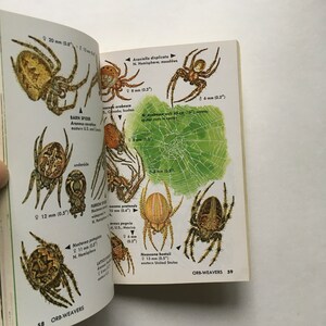 SPIDERS Book / Vintage Golden Guide SPIDERS in Full Color Illustrations ...