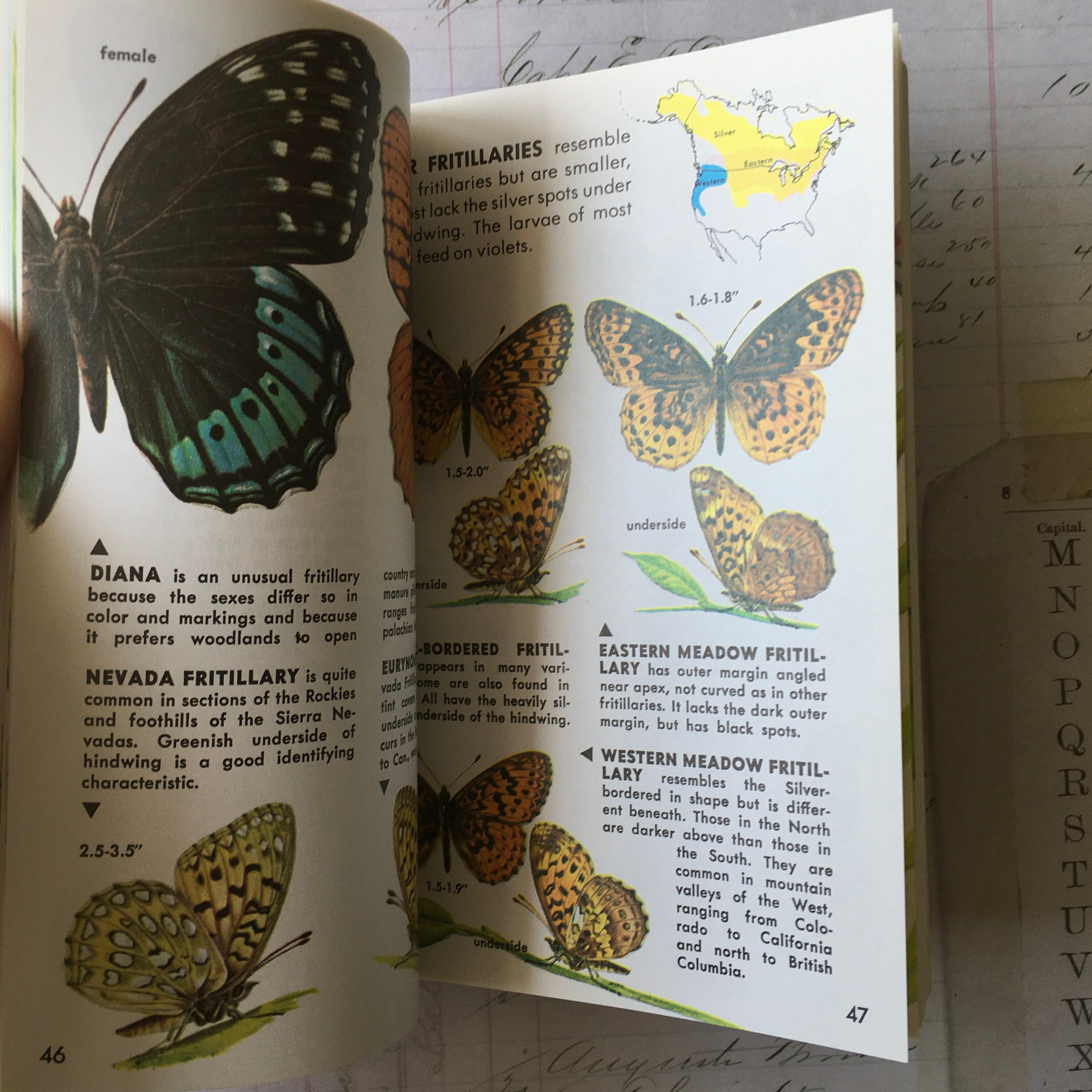 Butterfly Book / Vintage Golden Guide BUTTERFLIES and MOTHS W/color ...