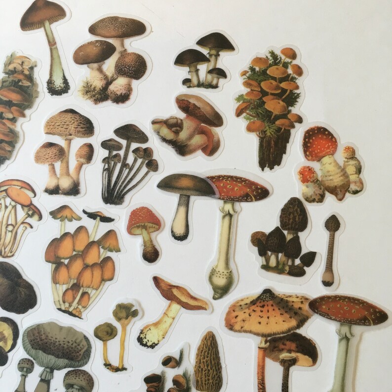 MUSHROOM Stickers / 100 Mushroom Die Cut Stickers / Vellum | Etsy