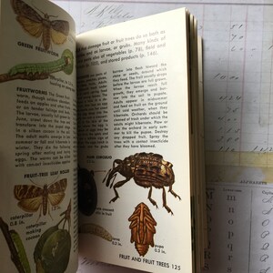 INSECTS Book / Vintage Golden NATURE Guide Insect Pests 24016 | Etsy