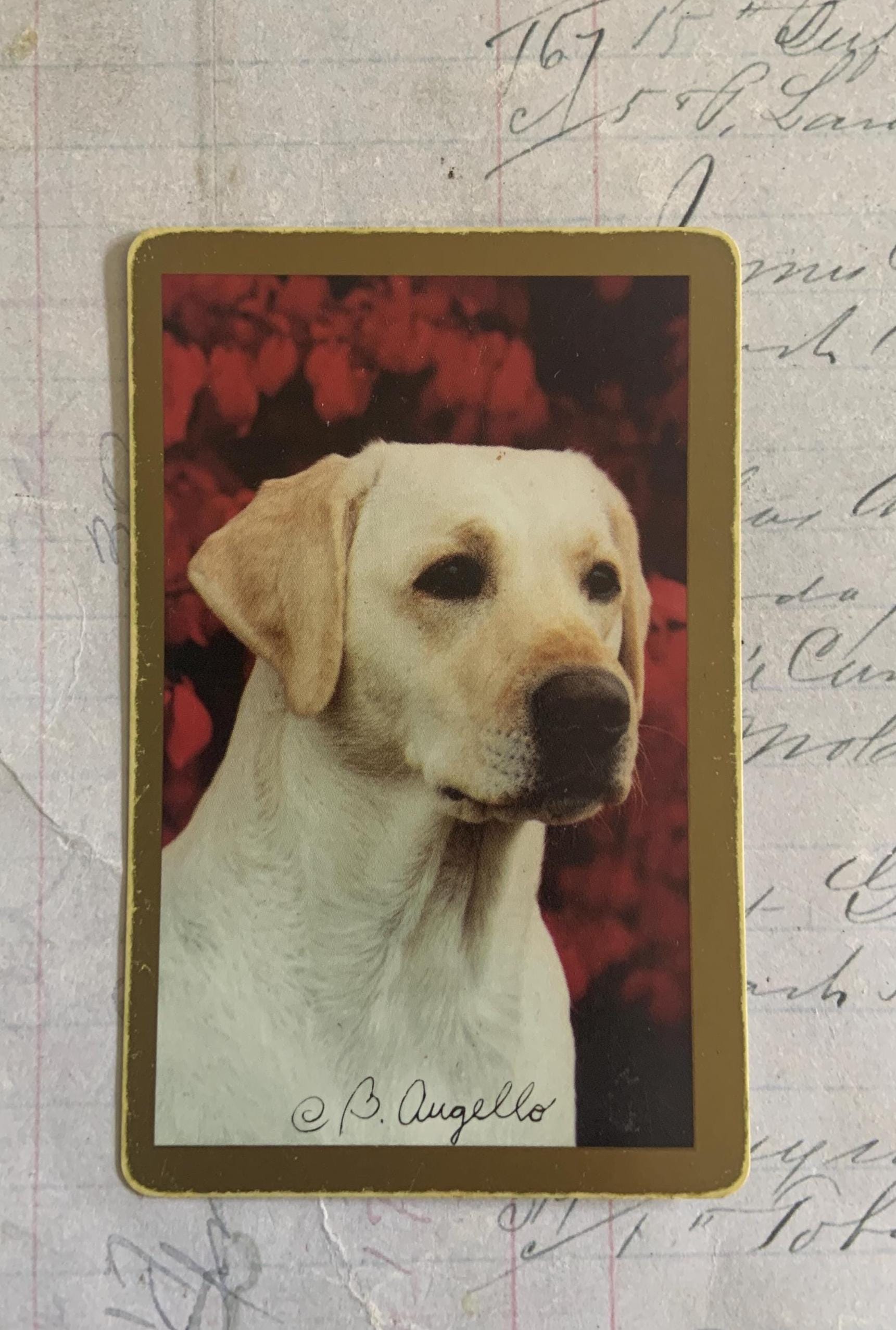Labrador Retriever Playing Cards