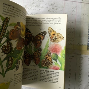 Butterfly Book / Vintage Golden Guide Butterflies and Moths #24413 W ...