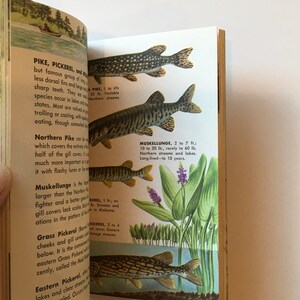 FISHES Book / Vintage FISHES Golden Nature Guide 278 Species in Full ...