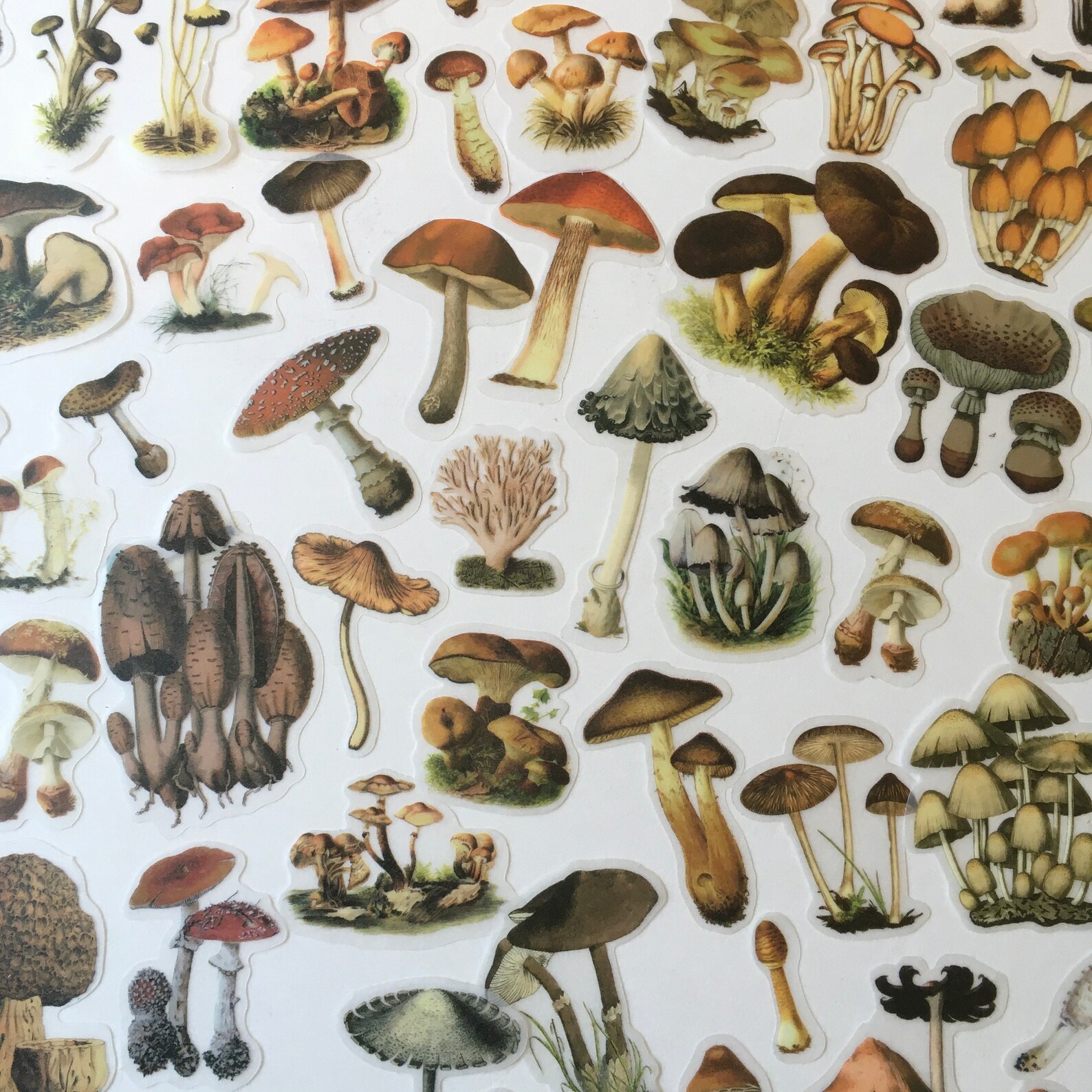 MUSHROOM Stickers / 100 Mushroom Die Cut Stickers / Vellum Mushroom ...