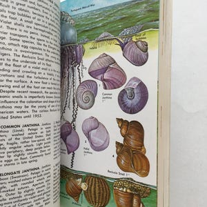 Golden Field Guide / Vintage SEASHELLS of North America A Guide to ...