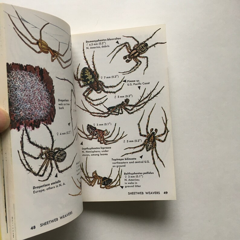 SPIDERS Book / Vintage Golden Guide SPIDERS in Full Color - Etsy