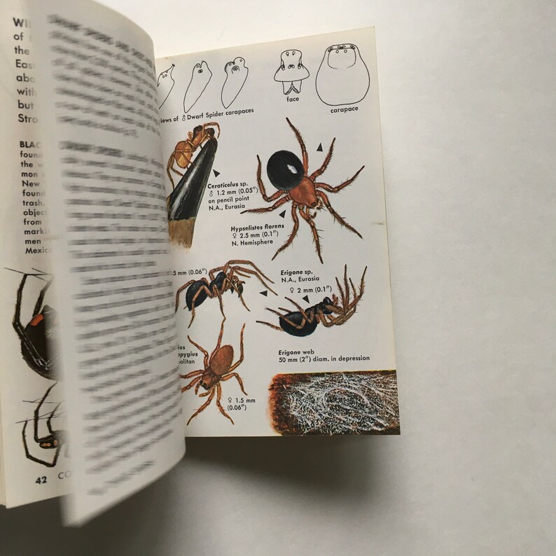 SPIDERS Book / Vintage Golden Guide SPIDERS in Full Color - Etsy