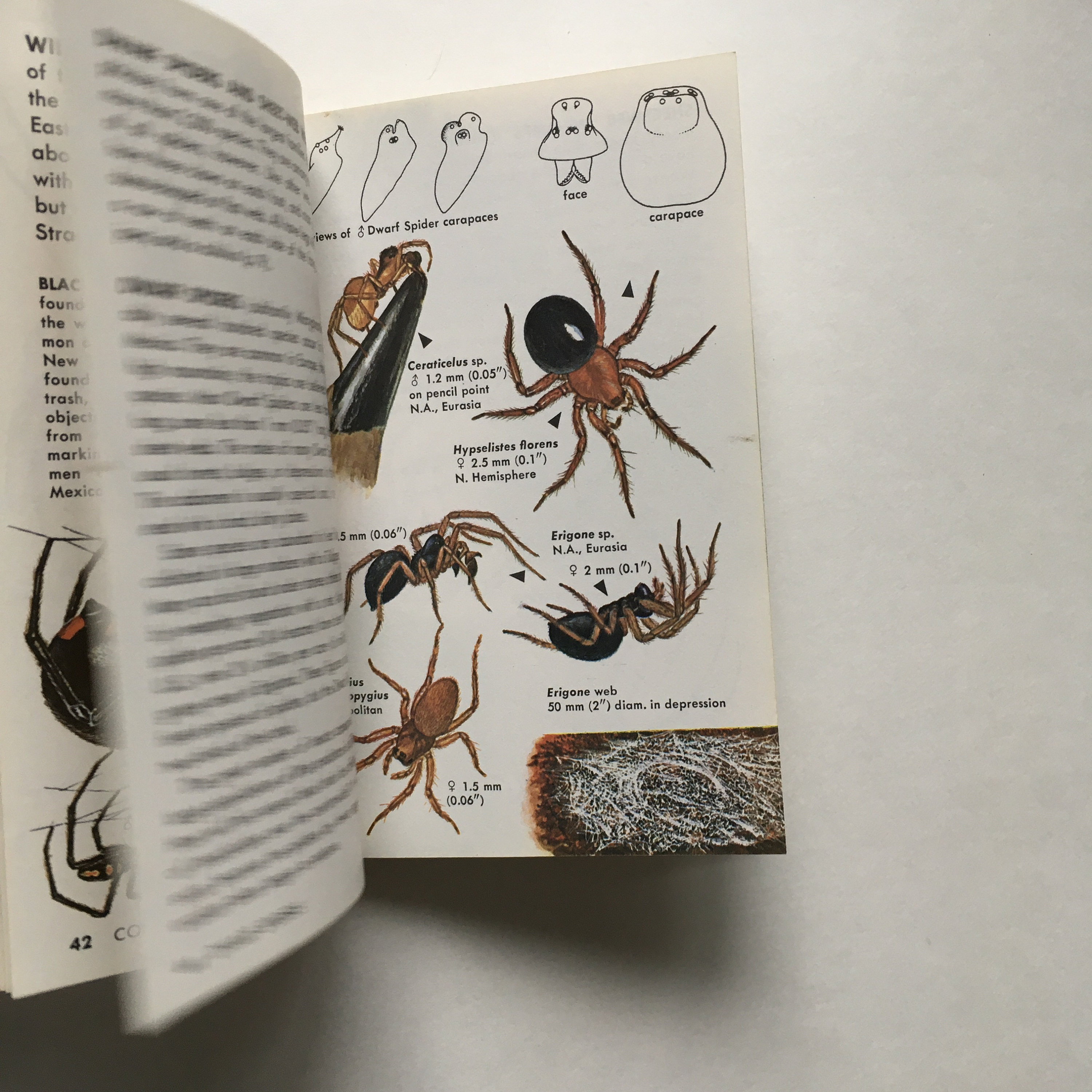 SPIDERS Book / Vintage Golden Guide SPIDERS in Full Color - Etsy