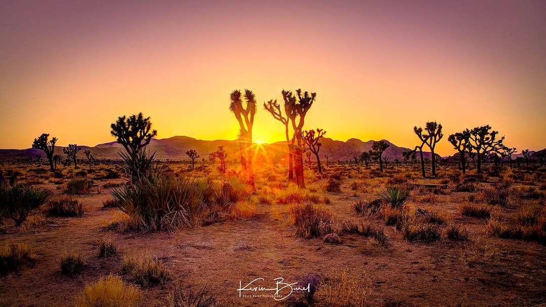 Golden Hour at Joshua Tree National Park, California - Etsy