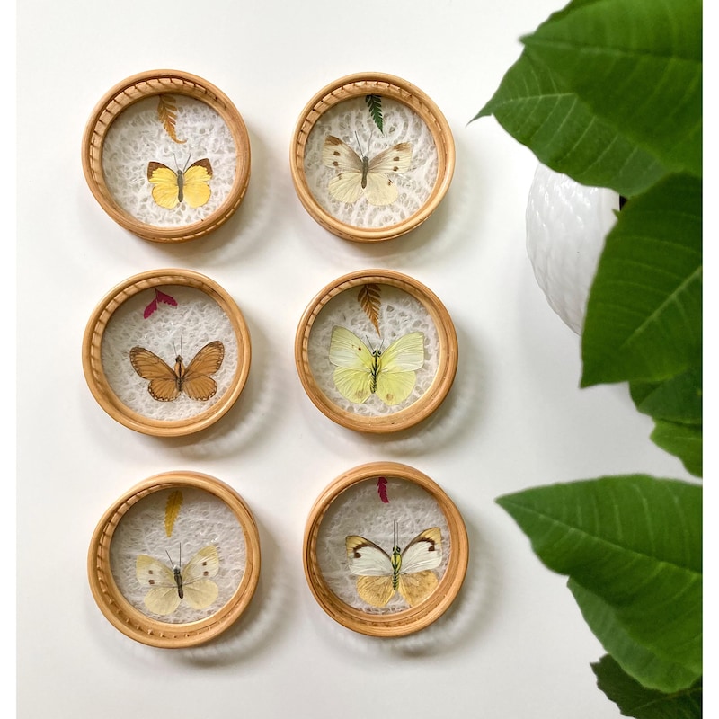 Butterfly Home Decor - Etsy