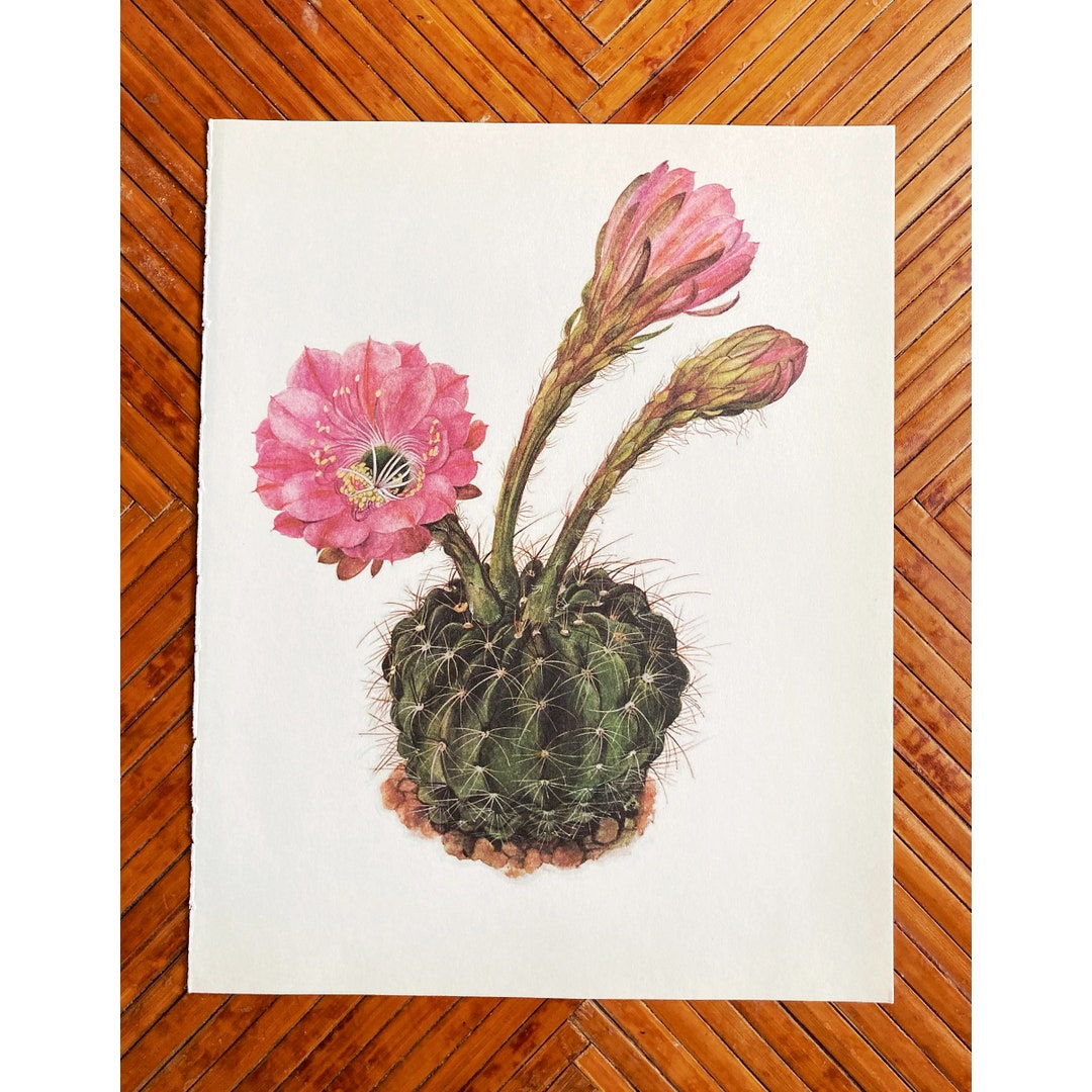 Vintage Cactus Lithograph, Cactus Bloom, Botanical, Boho Wall Decor ...