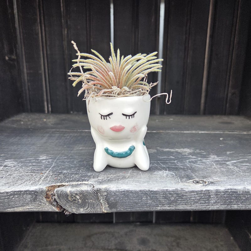 Mermaid Succulent Planter - Etsy