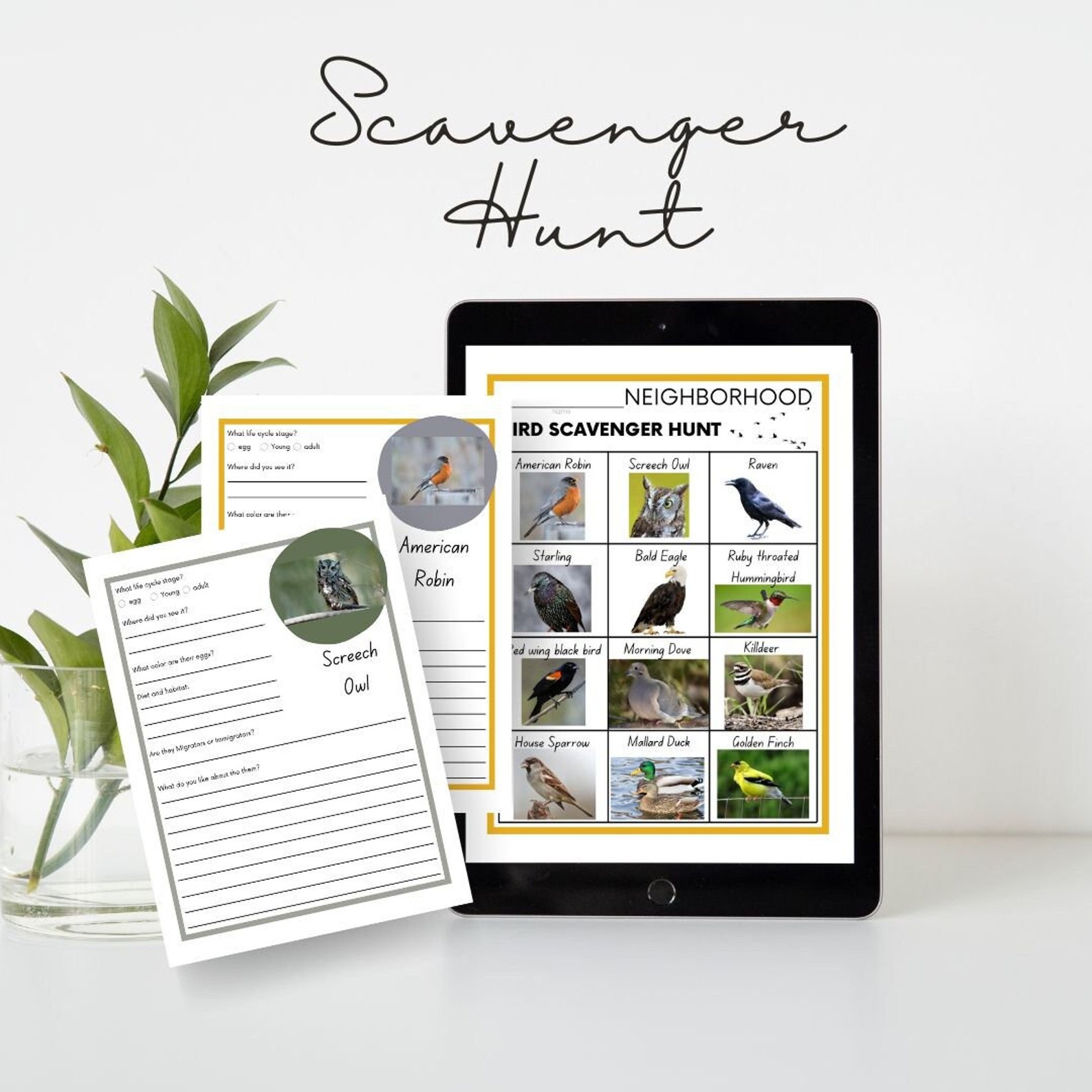 Bird Field Guide and Homeschool Workbook - Etsy