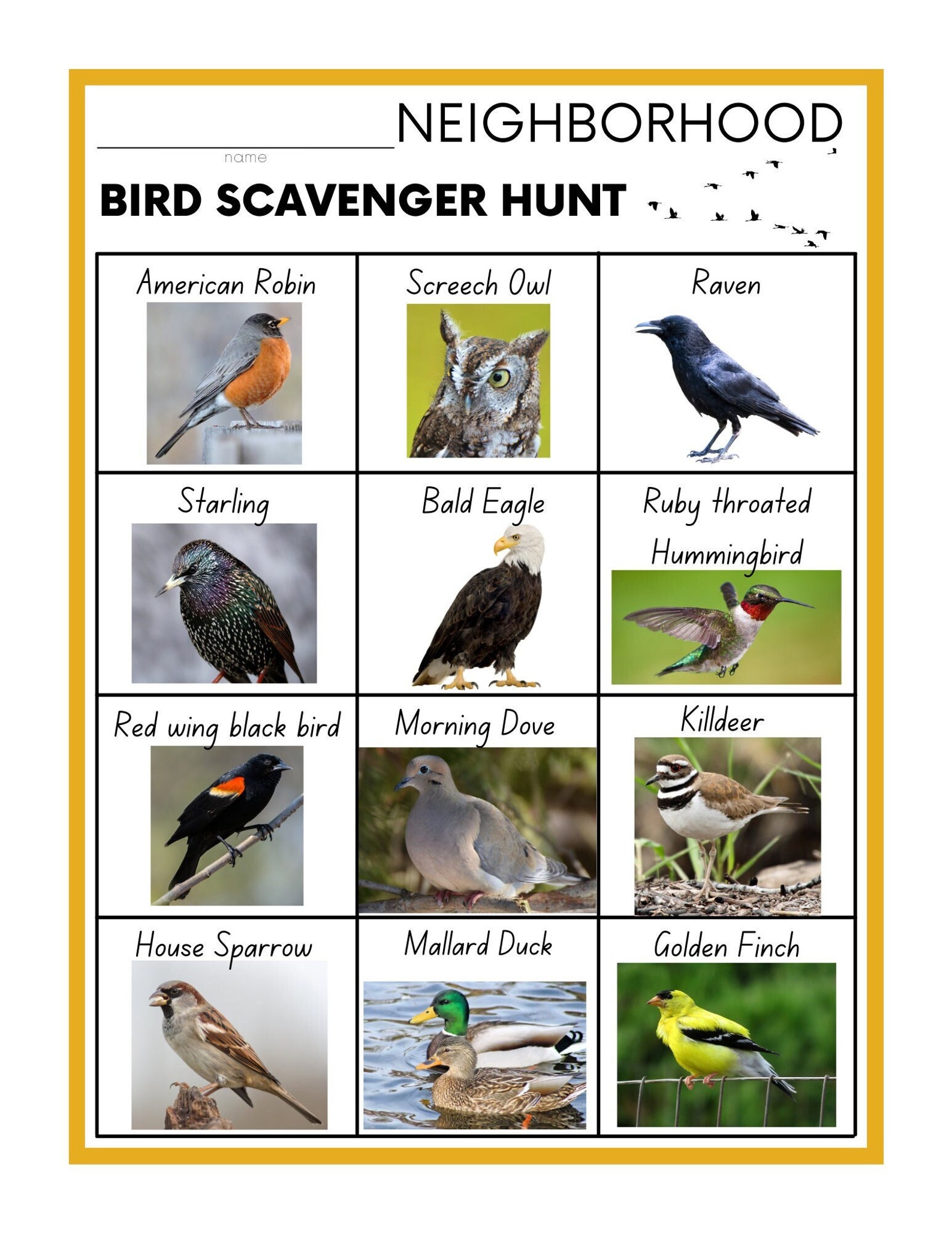 Bird Field Guide and Homeschool Workbook - Etsy