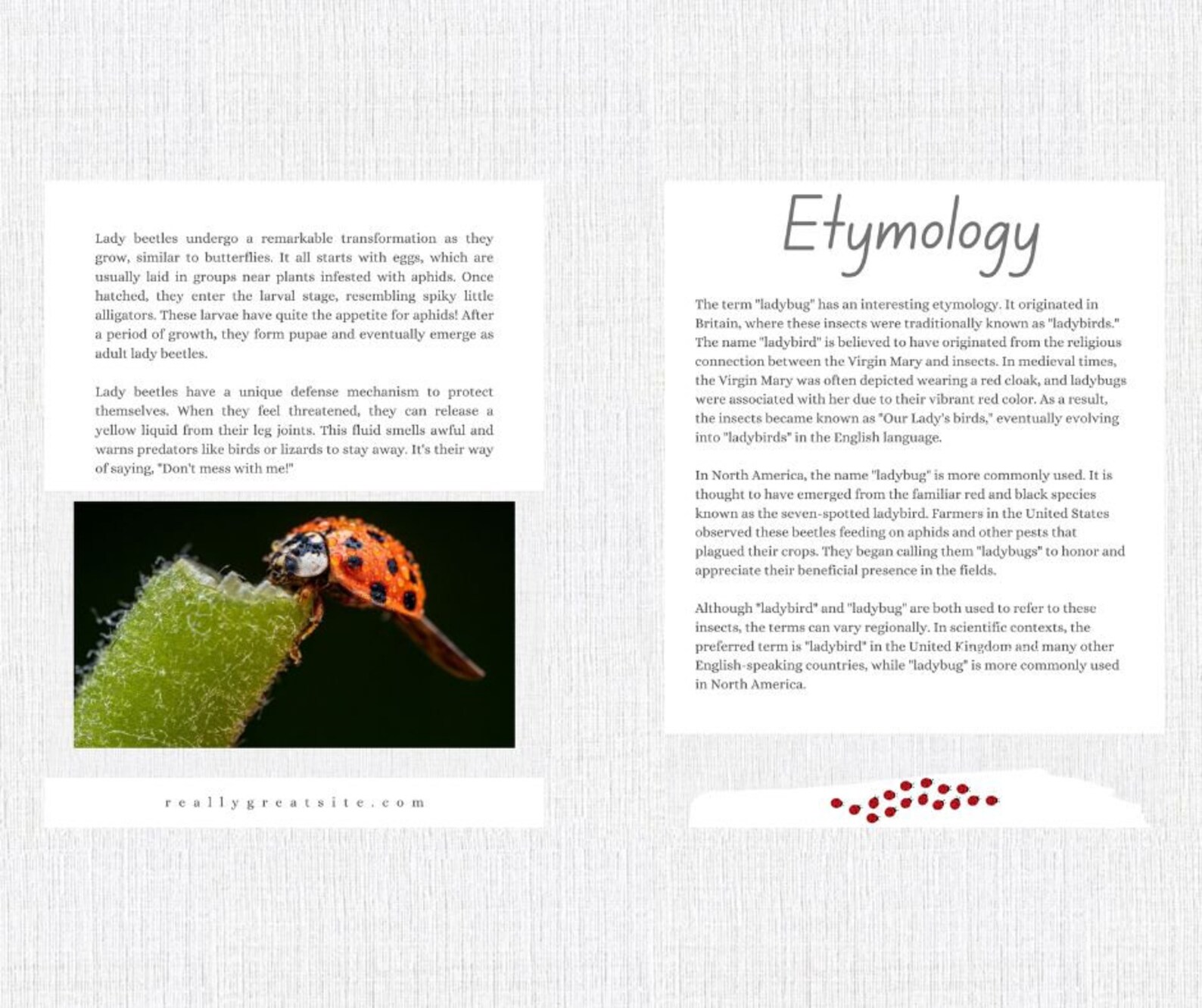 Bug Hunt Scavenger Unit Study - Etsy