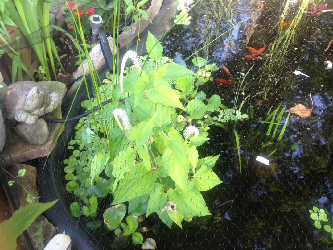 2 Live Hardy Lizard Tail Pond Plant - Etsy