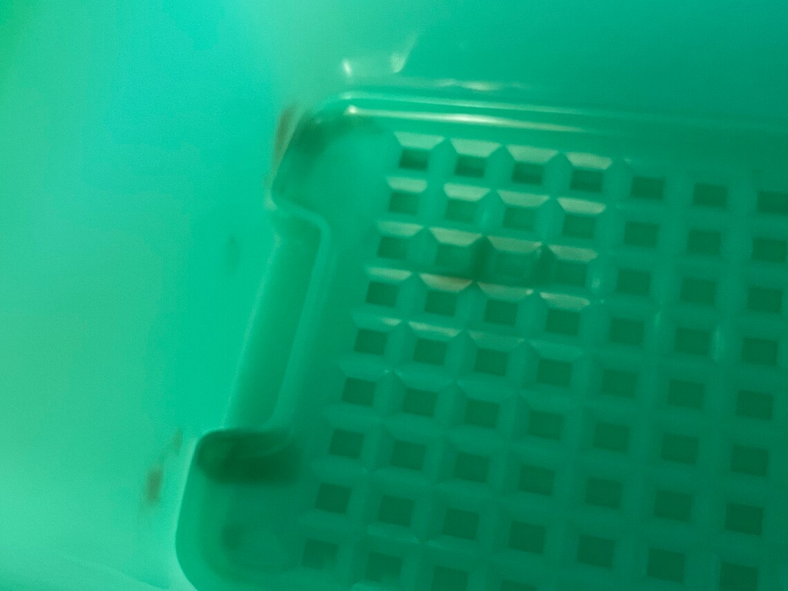 Vintage Tupperware Celery Keeper Green Pre-owned RR - Etsy