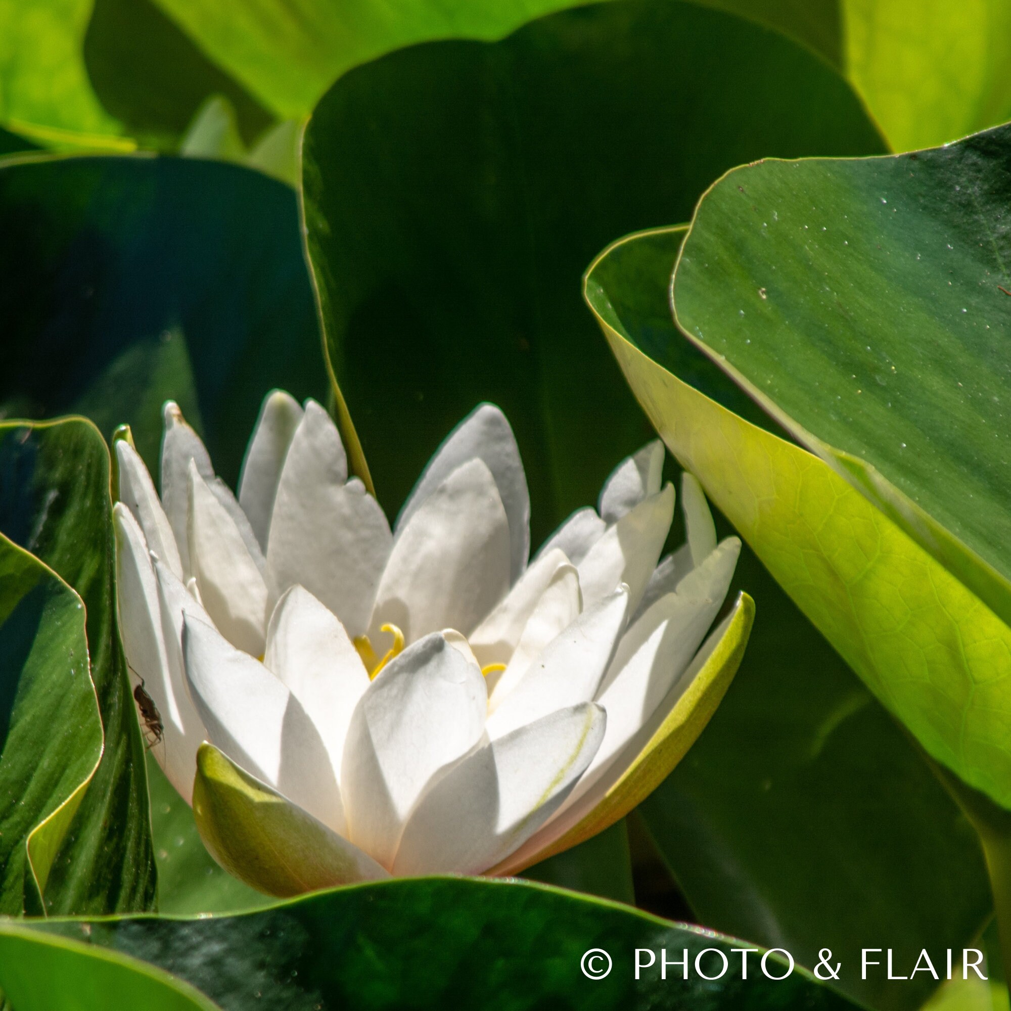 White Water Lily on Green Lily Pad Photo Wall Art White Flower Print ...