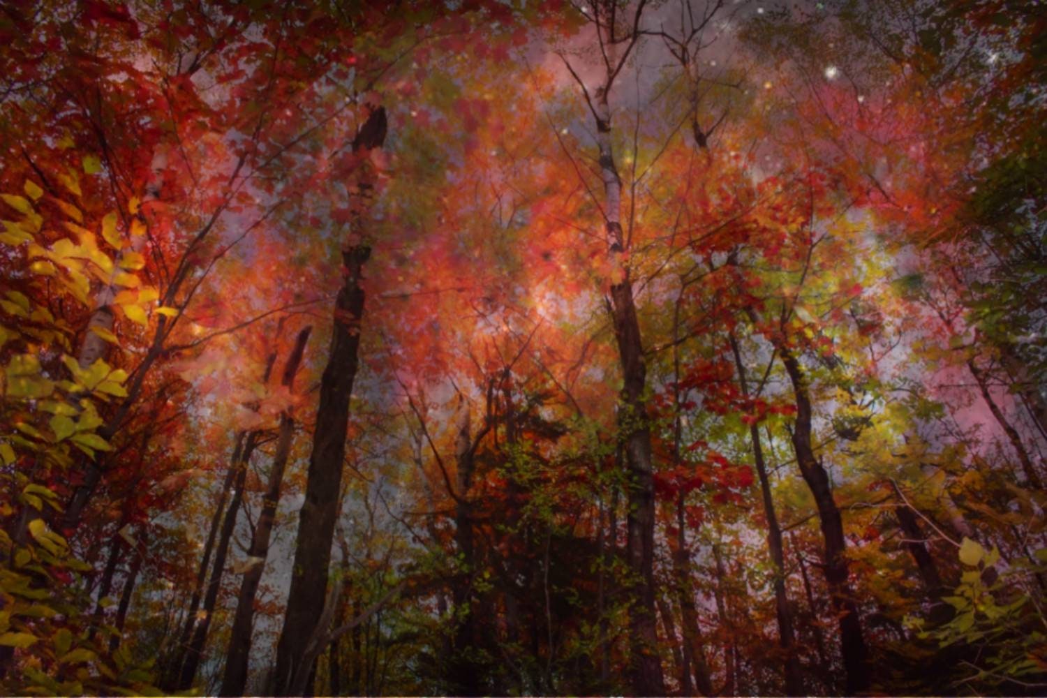 Autumn Foliage CARDS Surreal Art Fantasy Forest Variety | Etsy