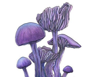Amethyst Deceiver Mushroom 6x6 Print - Etsy