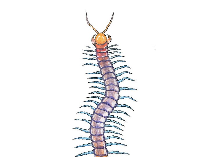 Tanzanian Blue-legged Centipede, Art Print - Etsy