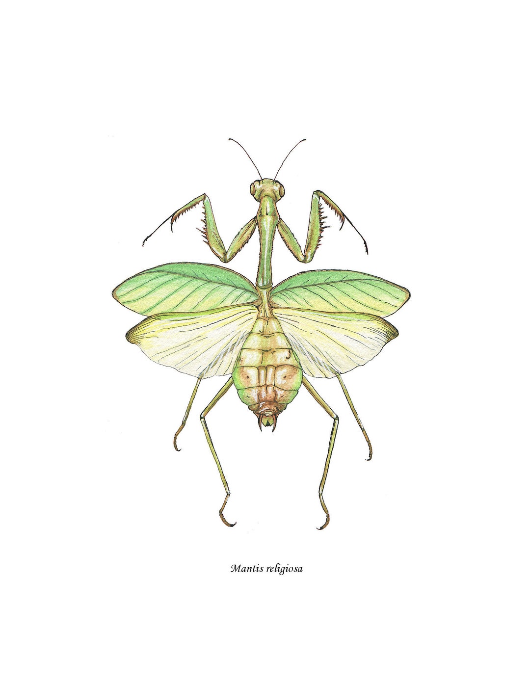 European Praying Mantis, Art Print - Etsy