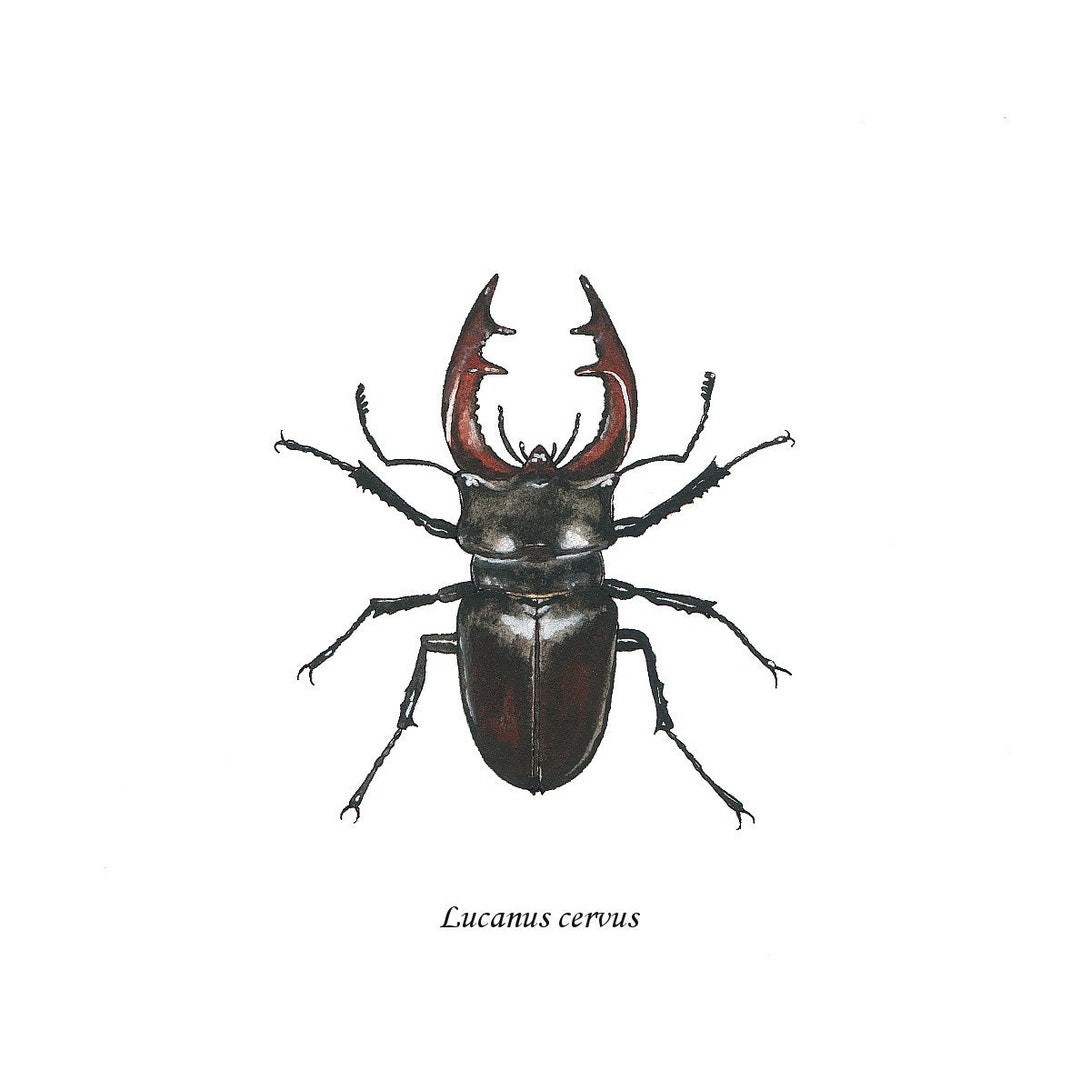 Stag Beetle, Art Print - Etsy