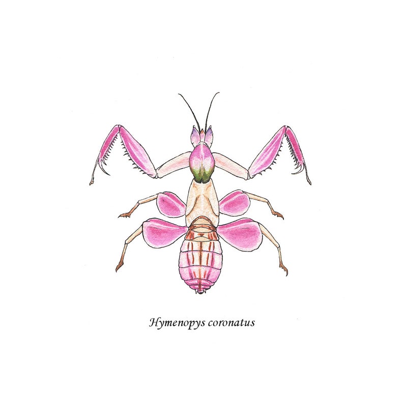 Orchid Mantis, Art Print - Etsy