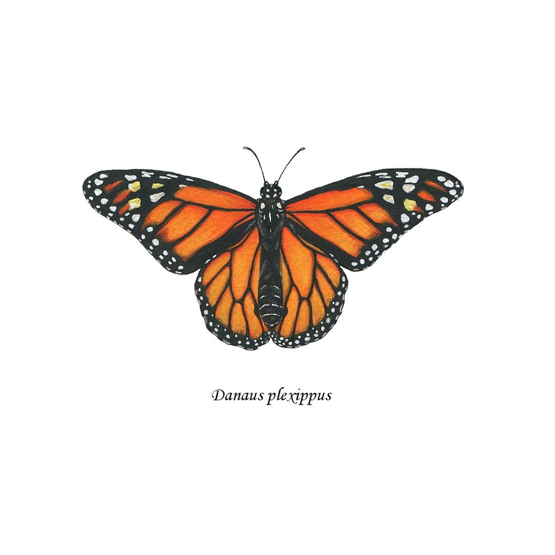 Monarch Butterfly, Art Print - Etsy