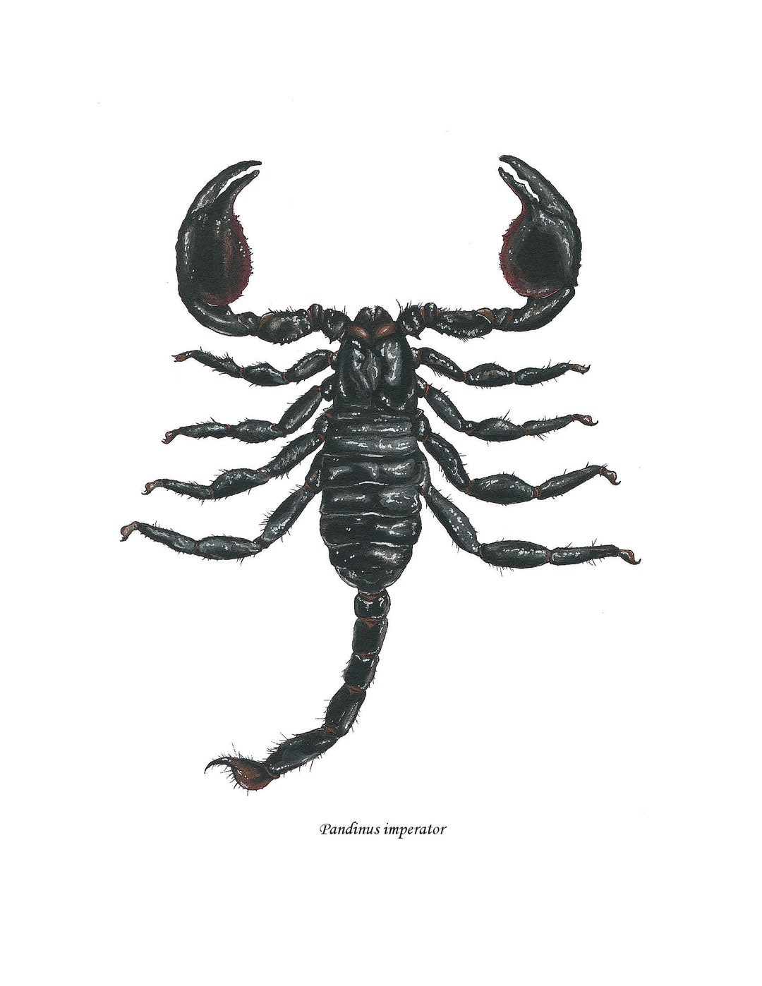 Emperor Scorpion, Art Print - Etsy