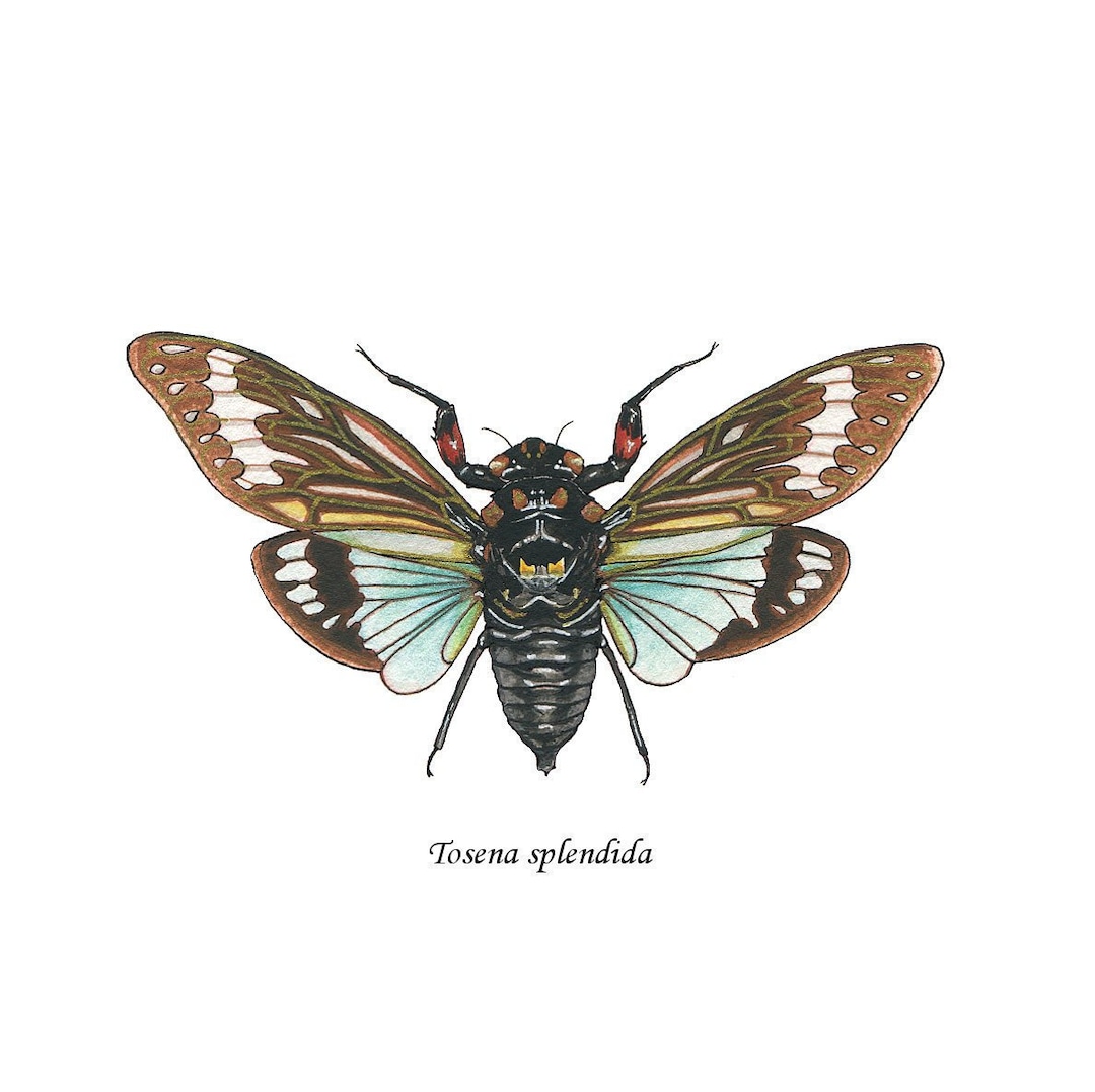 Blue Cicada, Art Print - Etsy