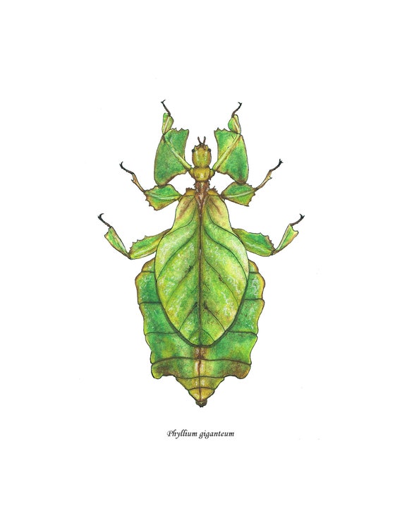 Giant Malaysian Leaf Insect Art Print Free Shipping in US | Etsy