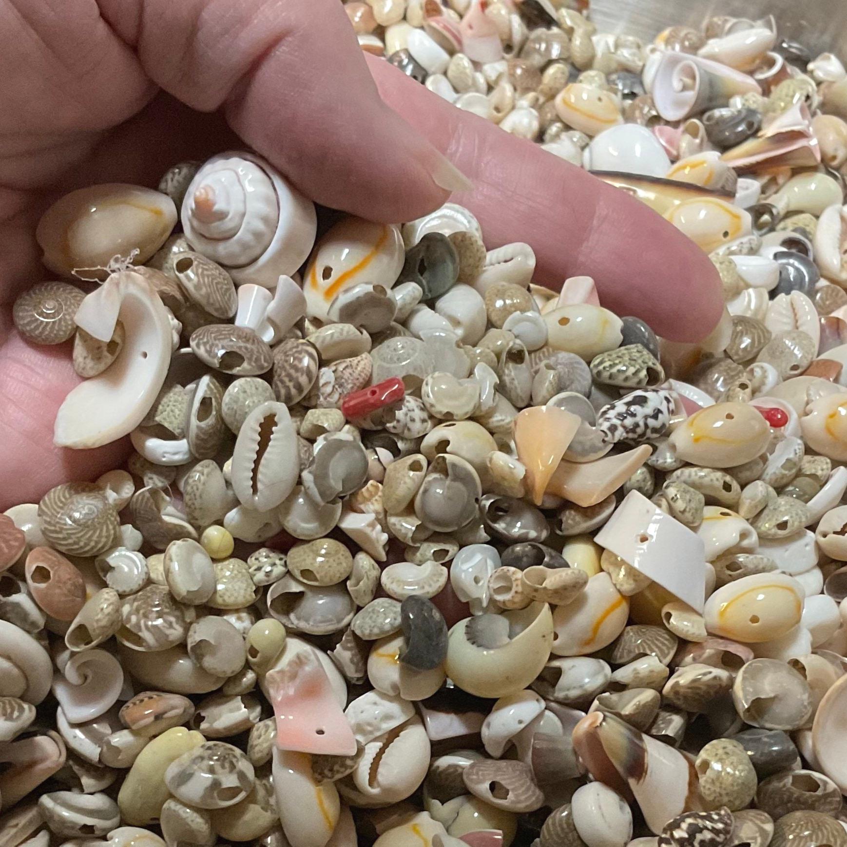 300 Drilled Sea Shell Beads: Natural Jewelry Supplies - Etsy